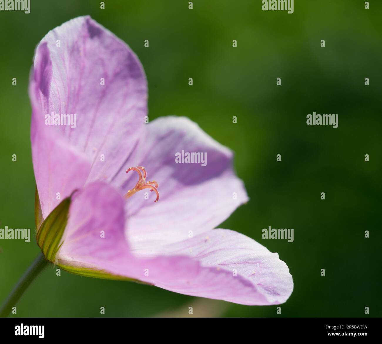 Geranium as groundcover hi-res stock photography and images - Alamy