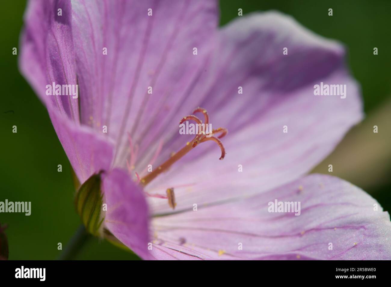 Geranium as groundcover hi-res stock photography and images - Alamy