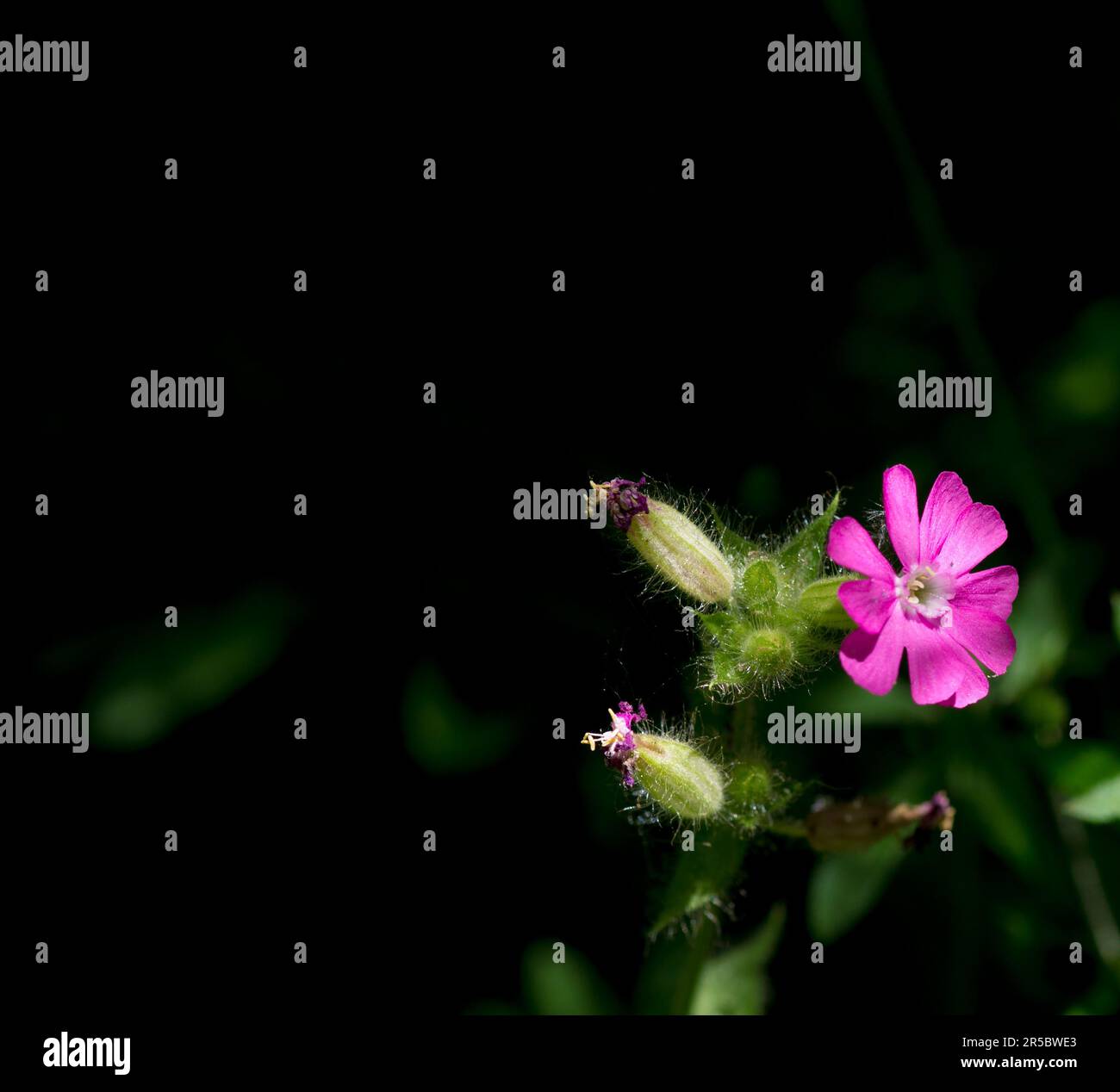 Family caryophyllaceae hi-res stock photography and images - Alamy