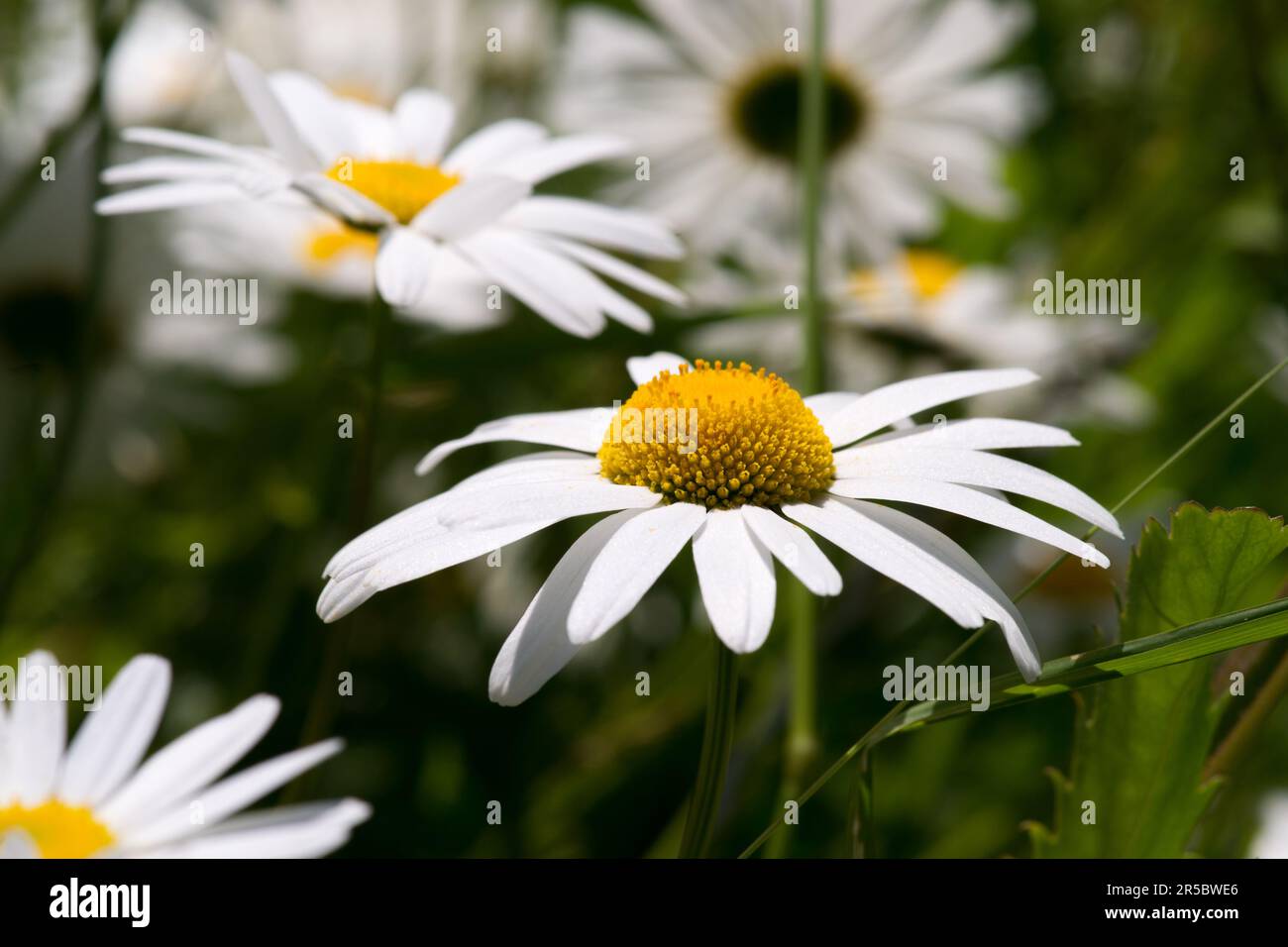 Bellis perennis or Common Daisy ,it is sometimes qualified as common ...