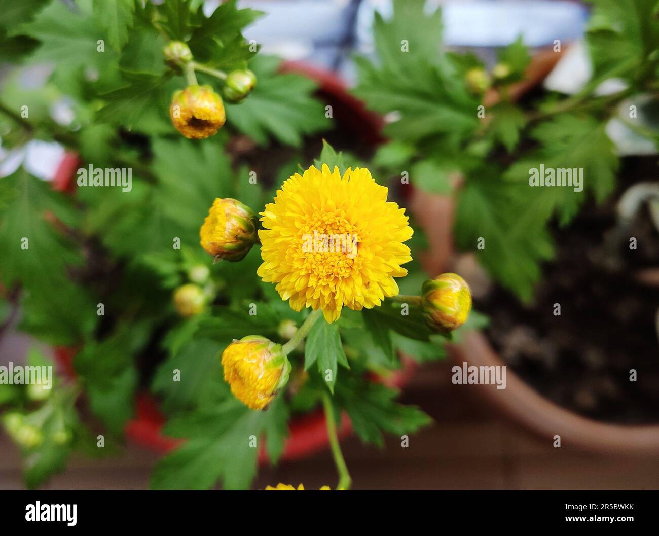 And Species Flowers Genus Names Chrysanthemums