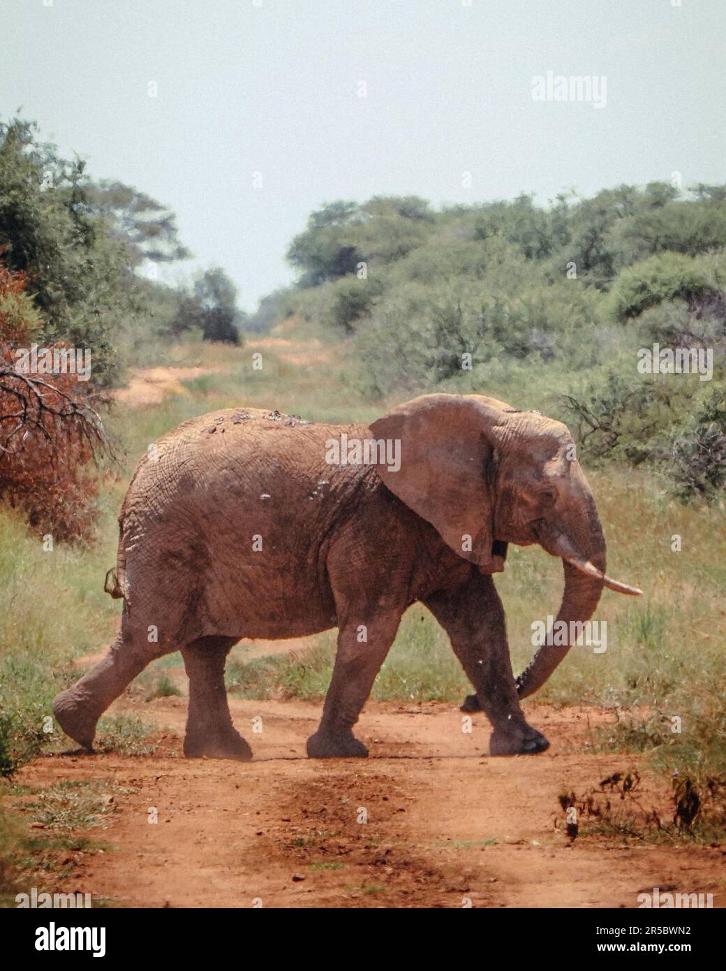 An African elephant walking across a pathway of dry dirt in its natural ...