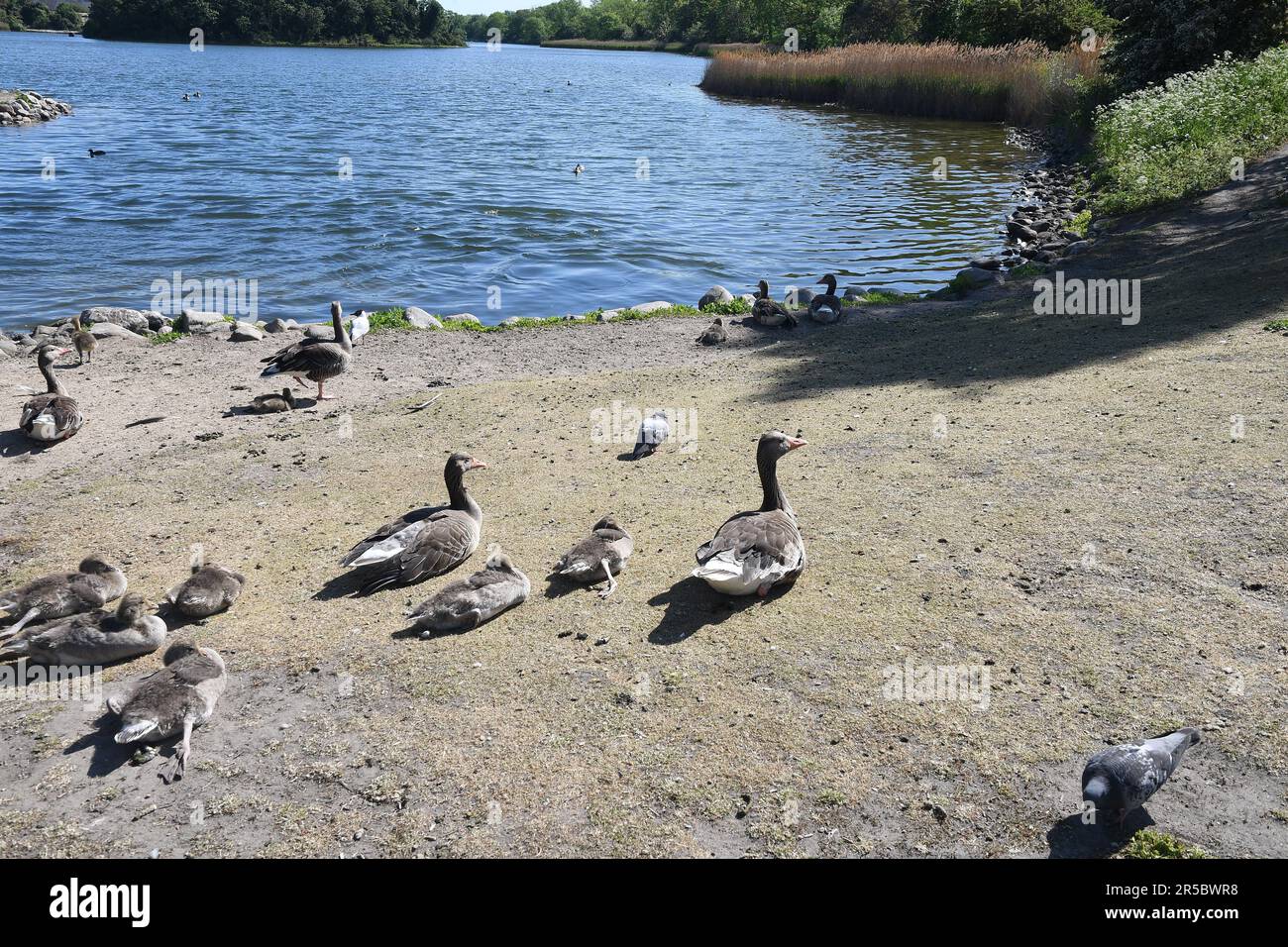 02 June 2023 /canda's national bird goose with chicks in lakre lake in ...