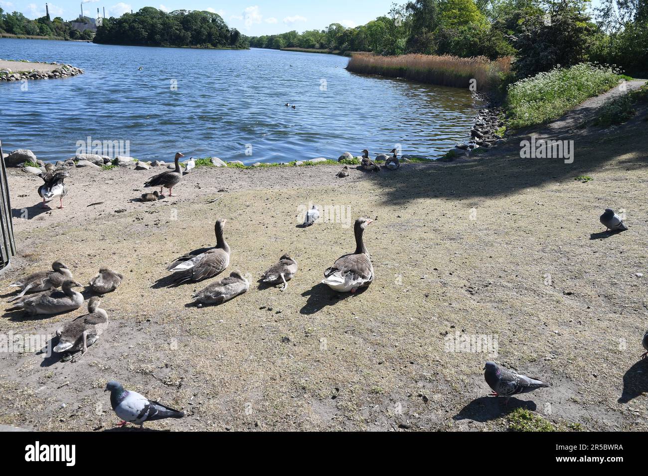 02 June 2023 /canda's national bird goose with chicks in lakre lake in ...