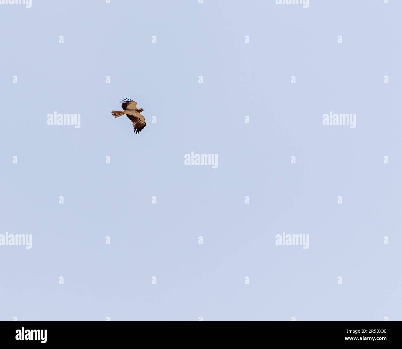 A Booted Eagle flying in sky Stock Photo - Alamy