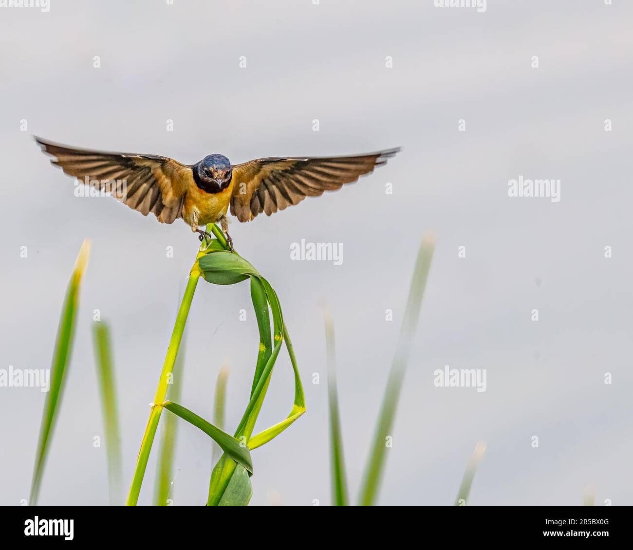 Opening the wings hi-res stock photography and images - Alamy