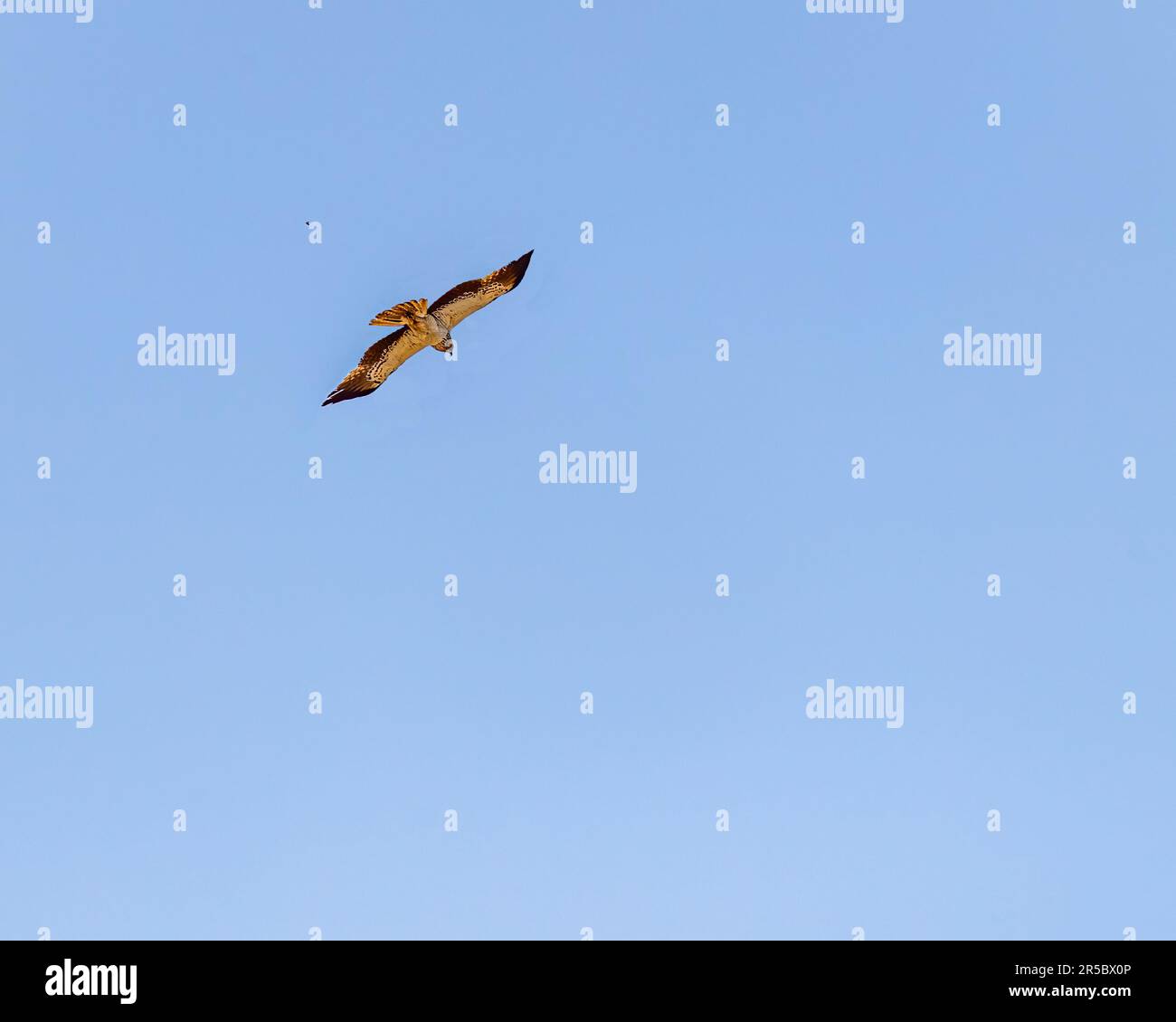 Eagle looking down hi-res stock photography and images - Alamy