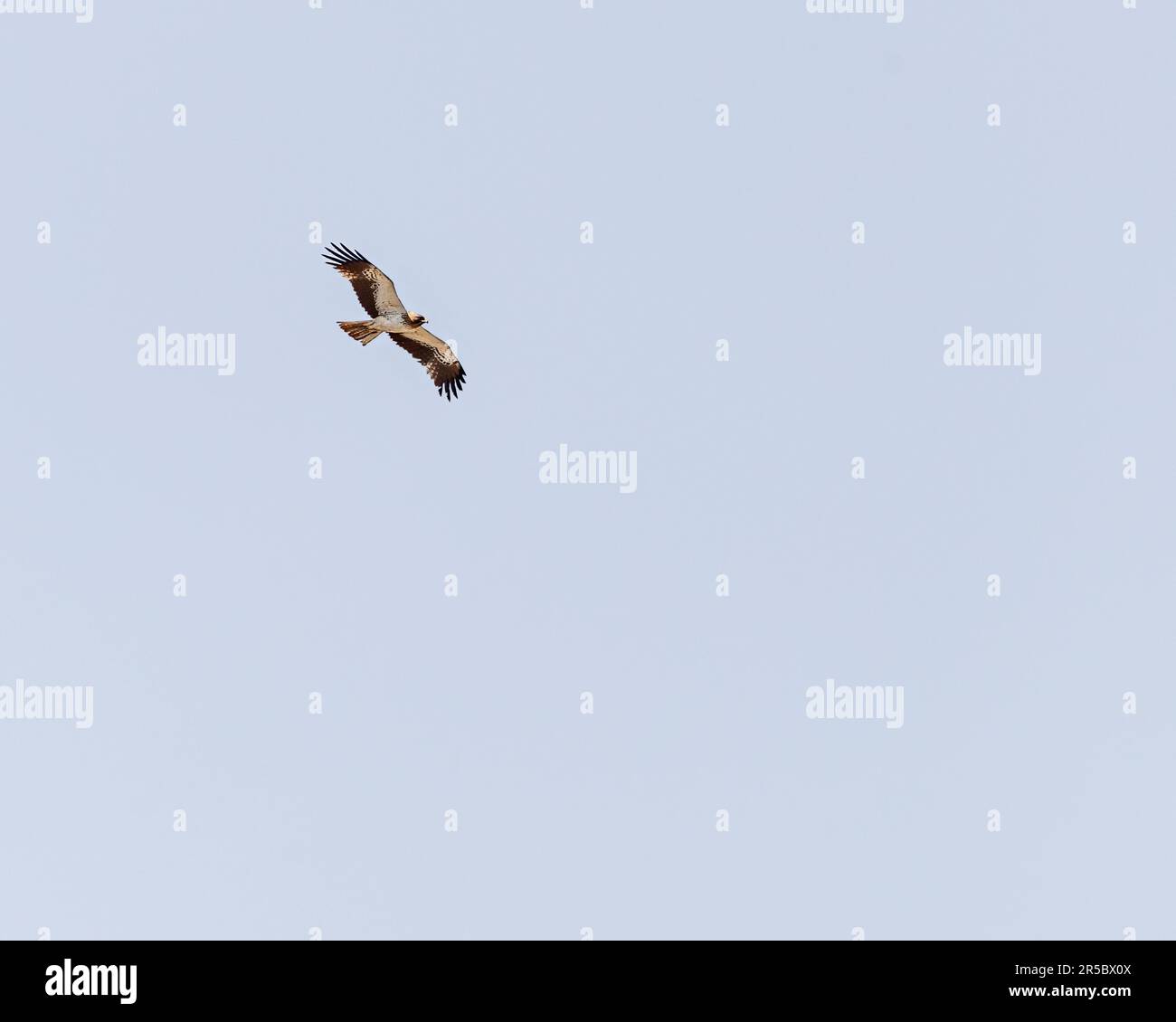 A Booted Eagle flying high in sky Stock Photo - Alamy
