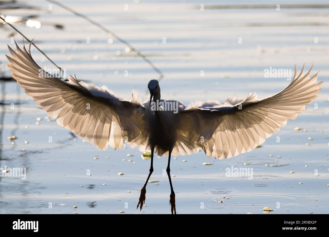 A close-up image of a bird in flight, with its wings outstretched ...
