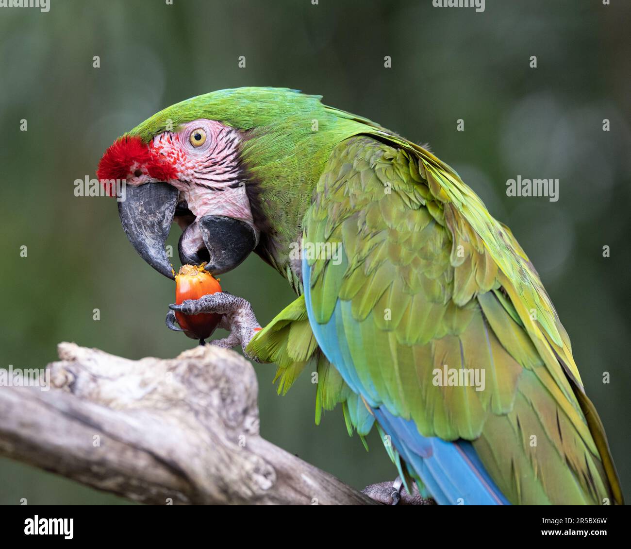 A vibrant green parrot perched on a thick tree branch in a lush jungle ...