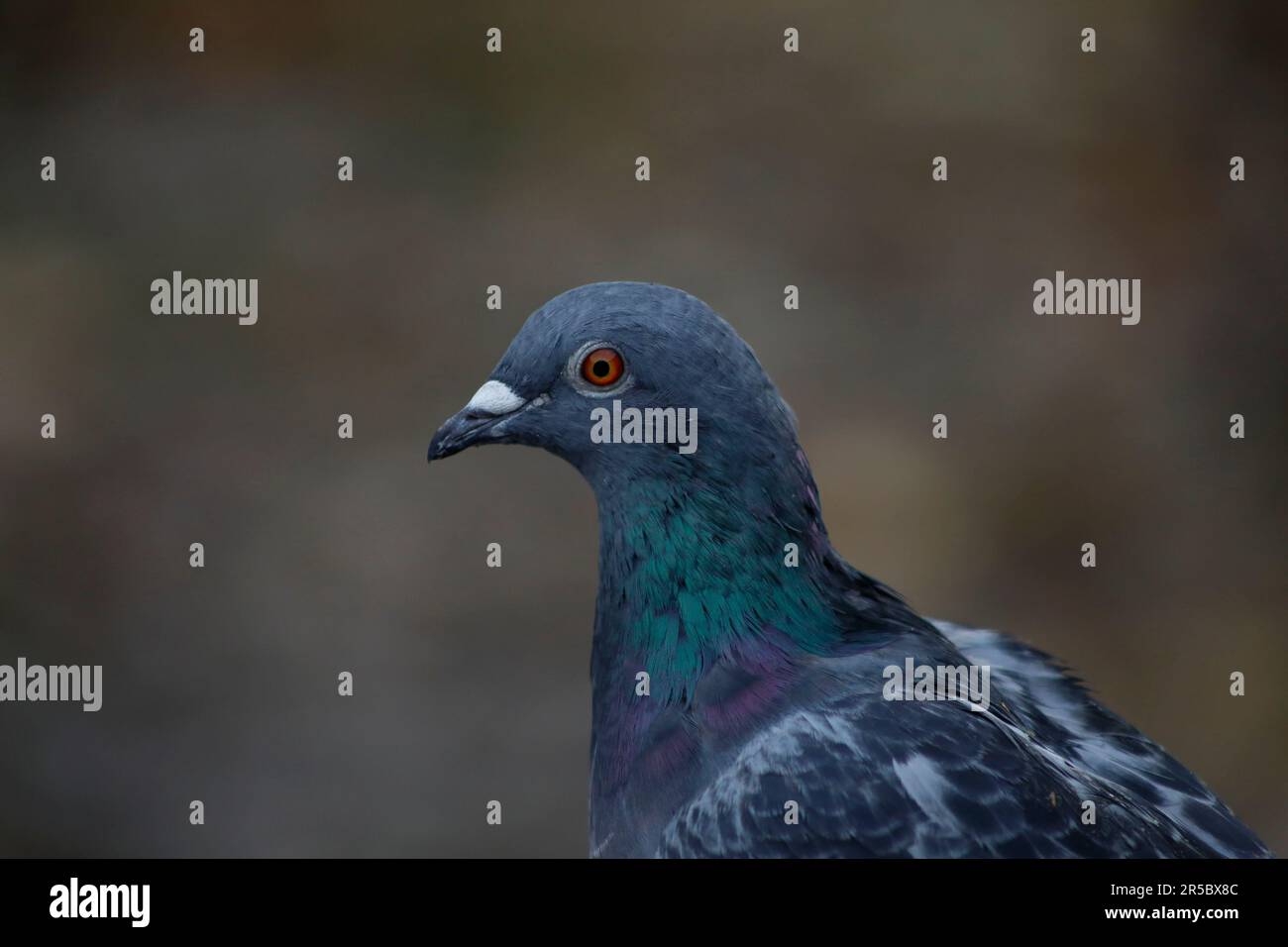 An elegant white pigeon perched on a flat surface, facing forward with ...