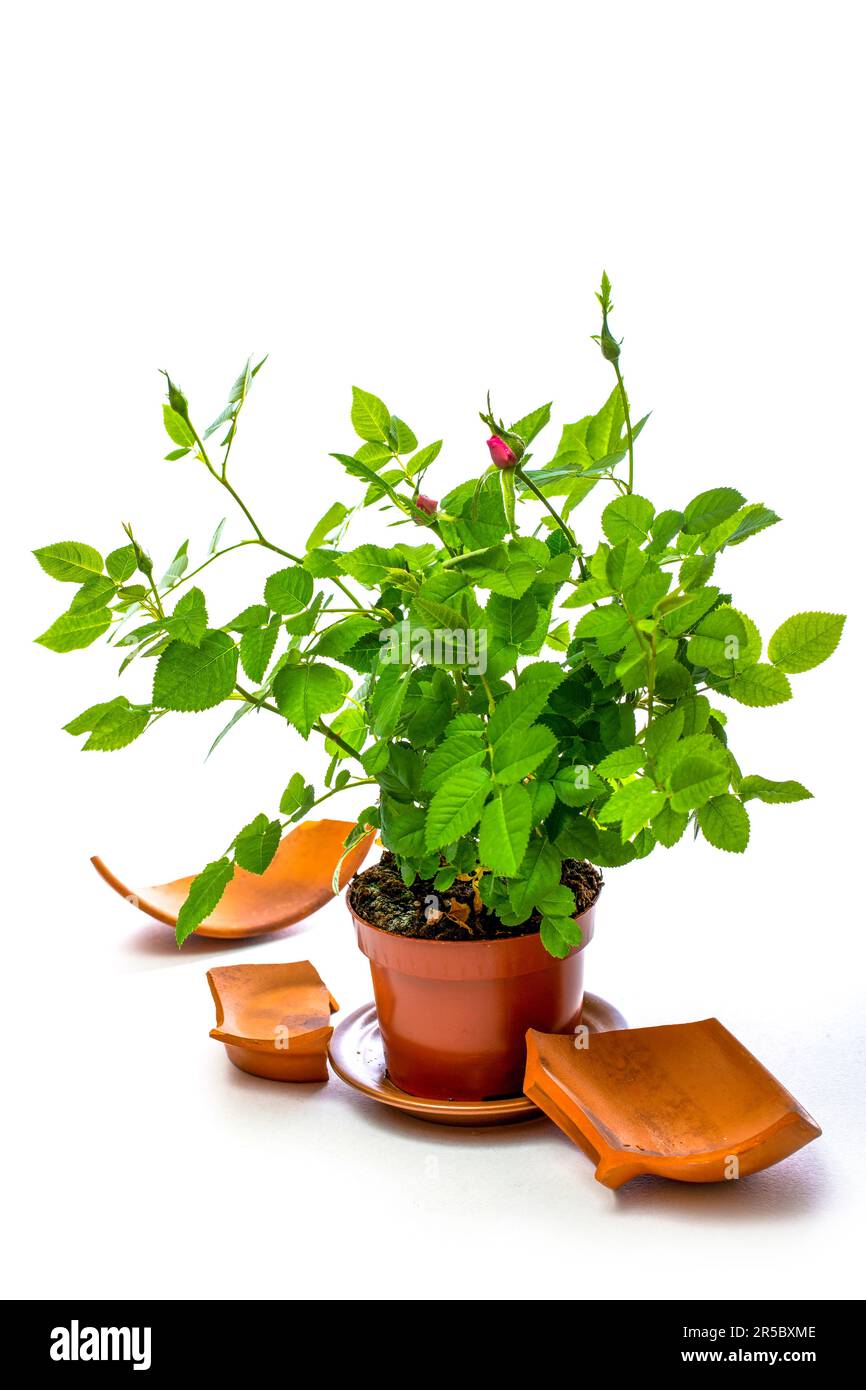 Indoor rose bush in a pot on a white background Stock Photo - Alamy