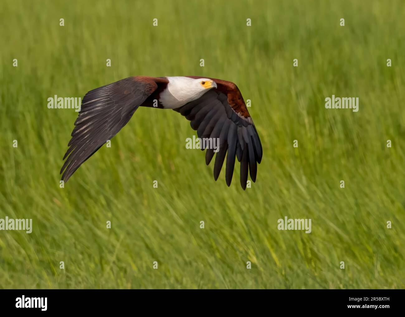 Flying african fish eagle hi-res stock photography and images - Alamy