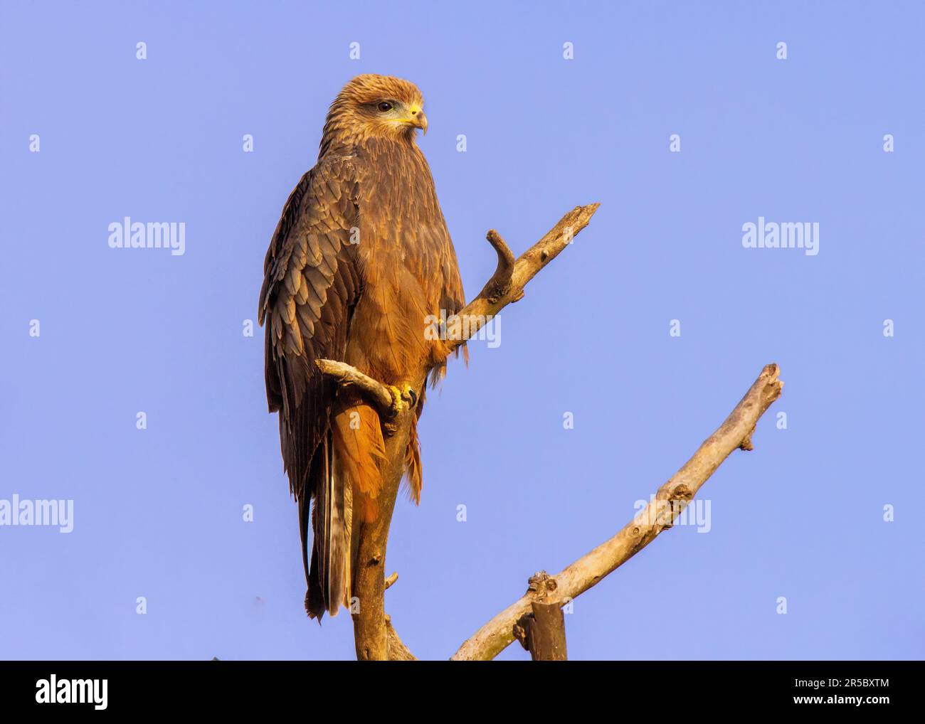 Tawny Eagle (Aquila rapax) perched on a dead tree, Ngorongoro ...