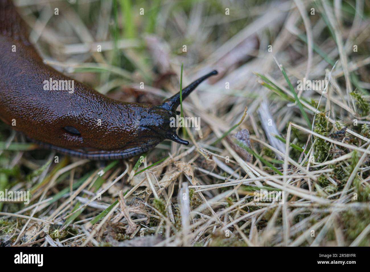 Slimy moist texture hi-res stock photography and images - Alamy