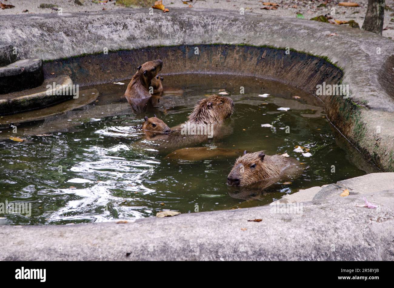 The capybaras in a pond at the zoo Stock Photo - Alamy