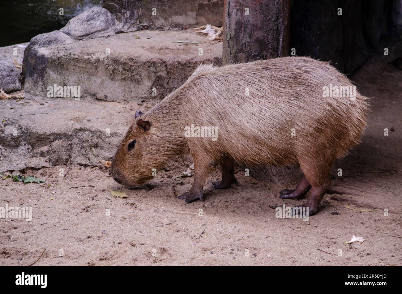 A capybara searching for food at the zoo Stock Photo - Alamy