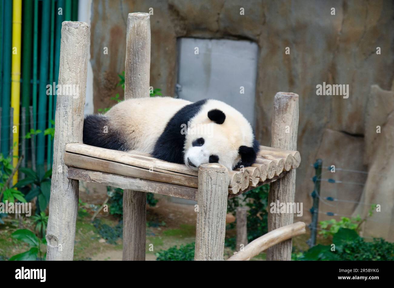 An adorable panda resting at the zoo Stock Photo - Alamy