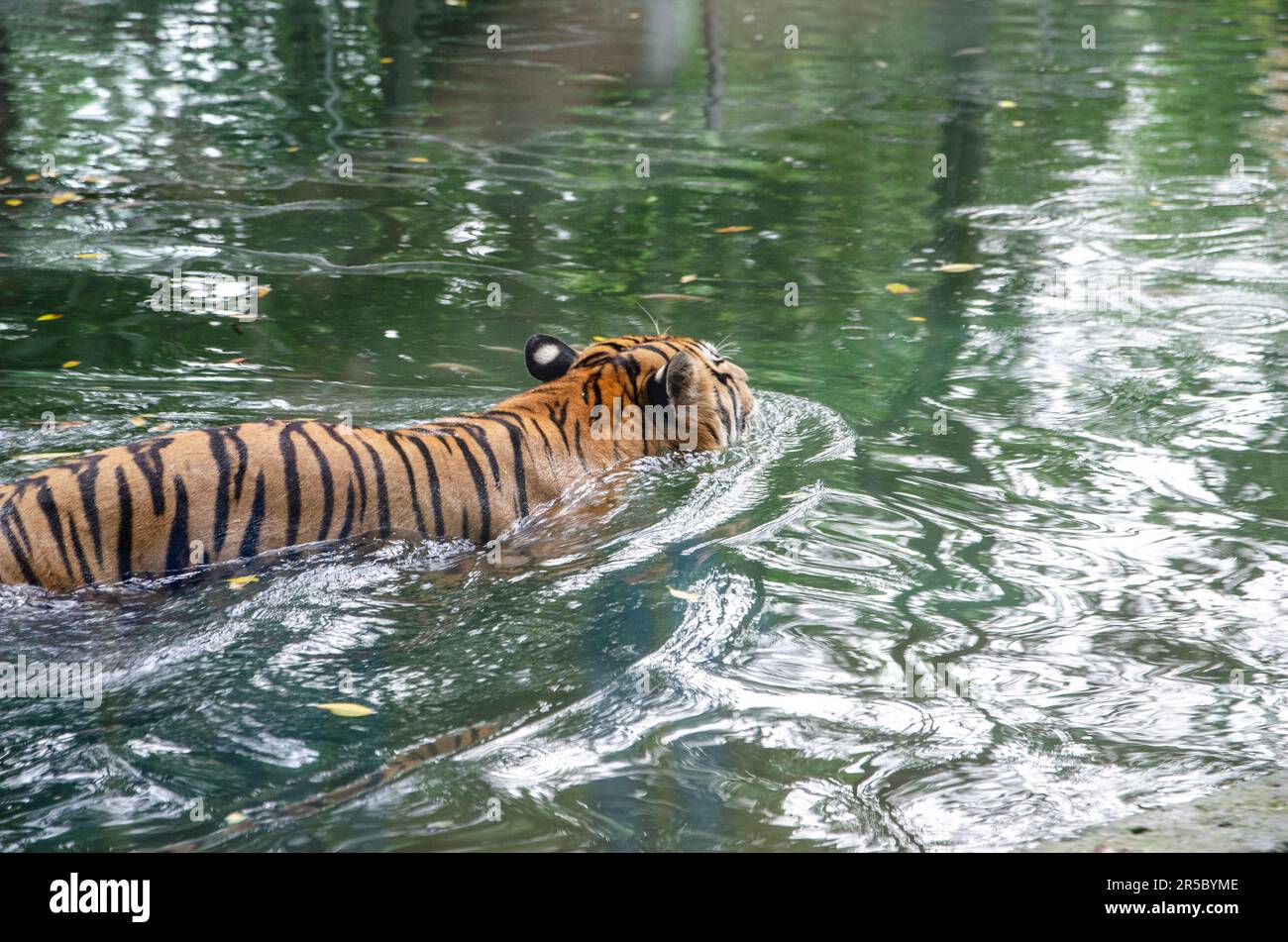 A tiger swimming in the pond at zoo Stock Photo - Alamy