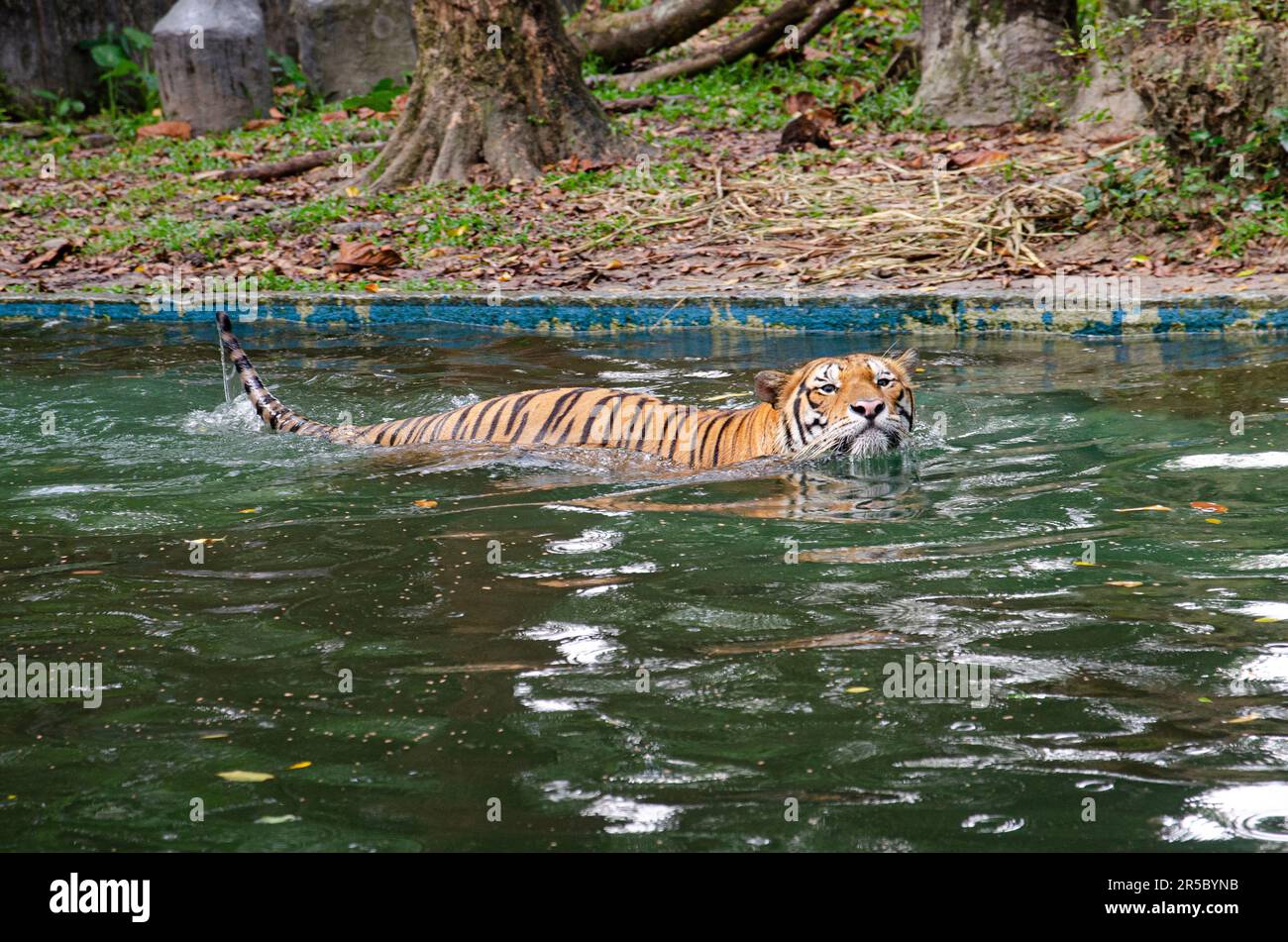 A tiger swimming in the pond at zoo Stock Photo - Alamy