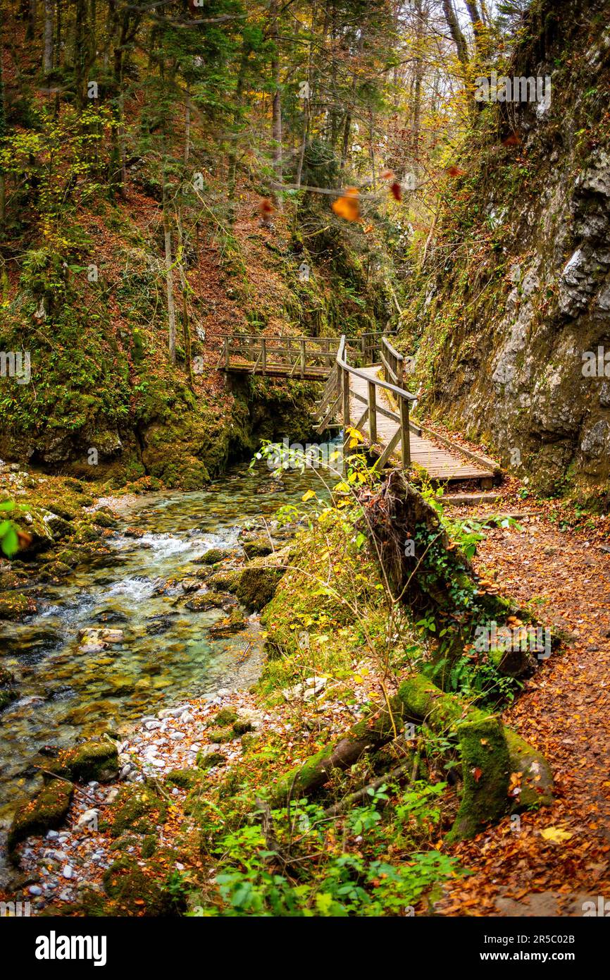 A scenic pathway leading up to a rustic wooden bridge situated among ...