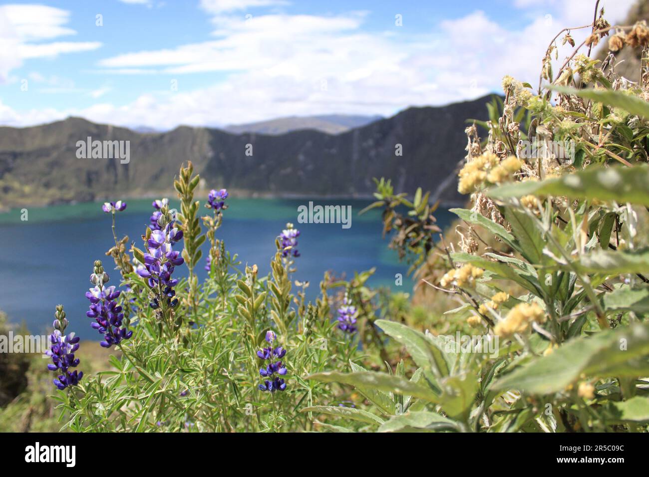 A majestic scene of an idyllic lake with lush green grass and vibrant ...
