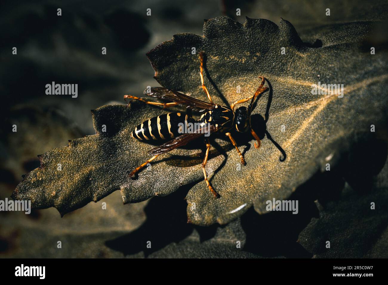 Ground wasp hi-res stock photography and images - Alamy