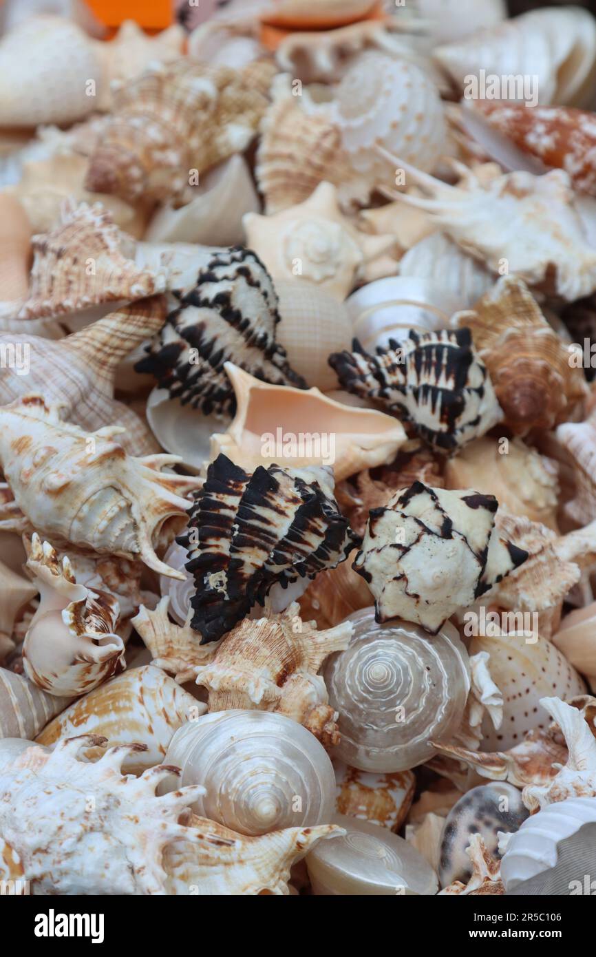Assortment shells hi-res stock photography and images - Alamy