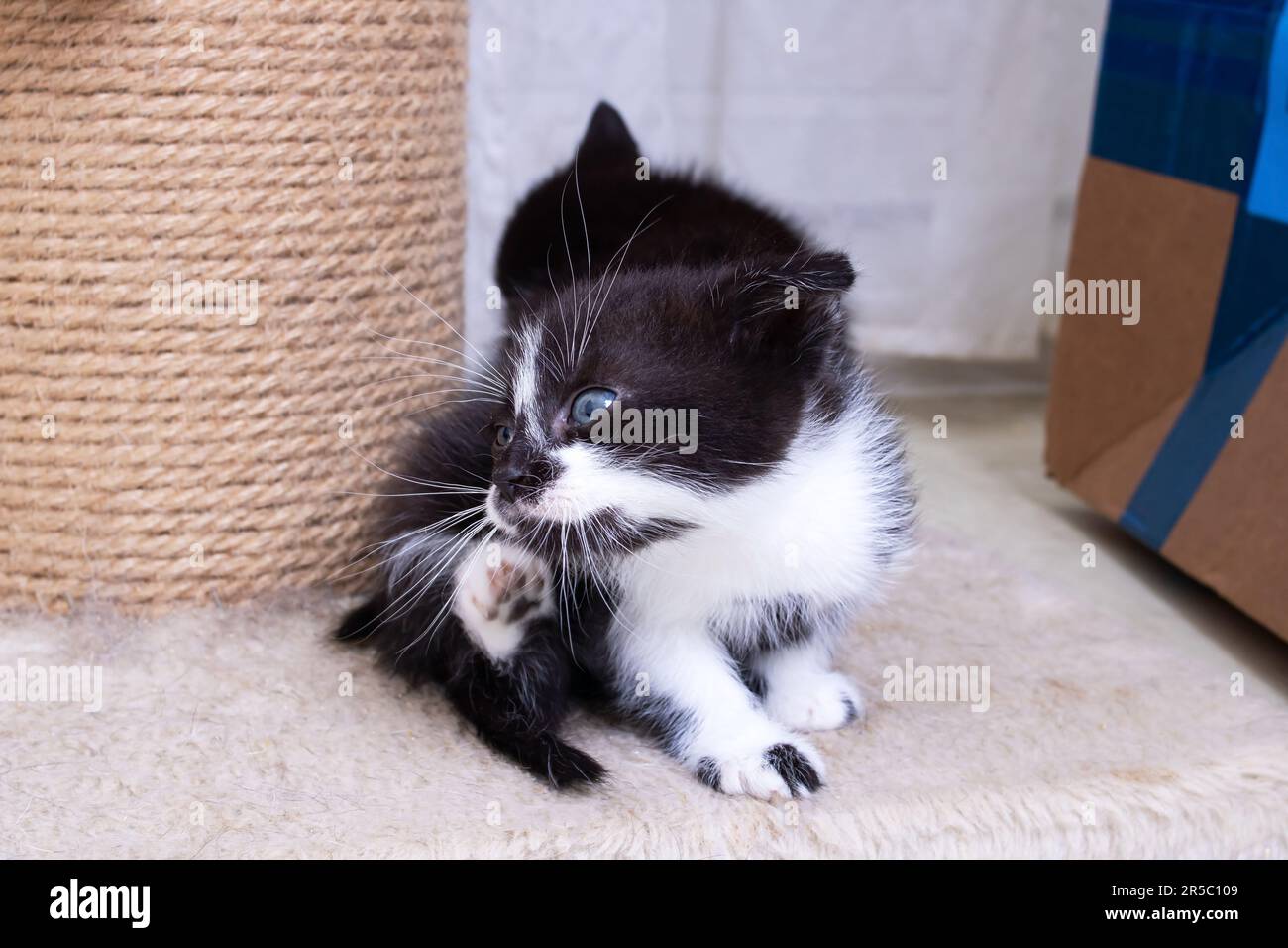 Kitten scratching its ear hi-res stock photography and images - Alamy