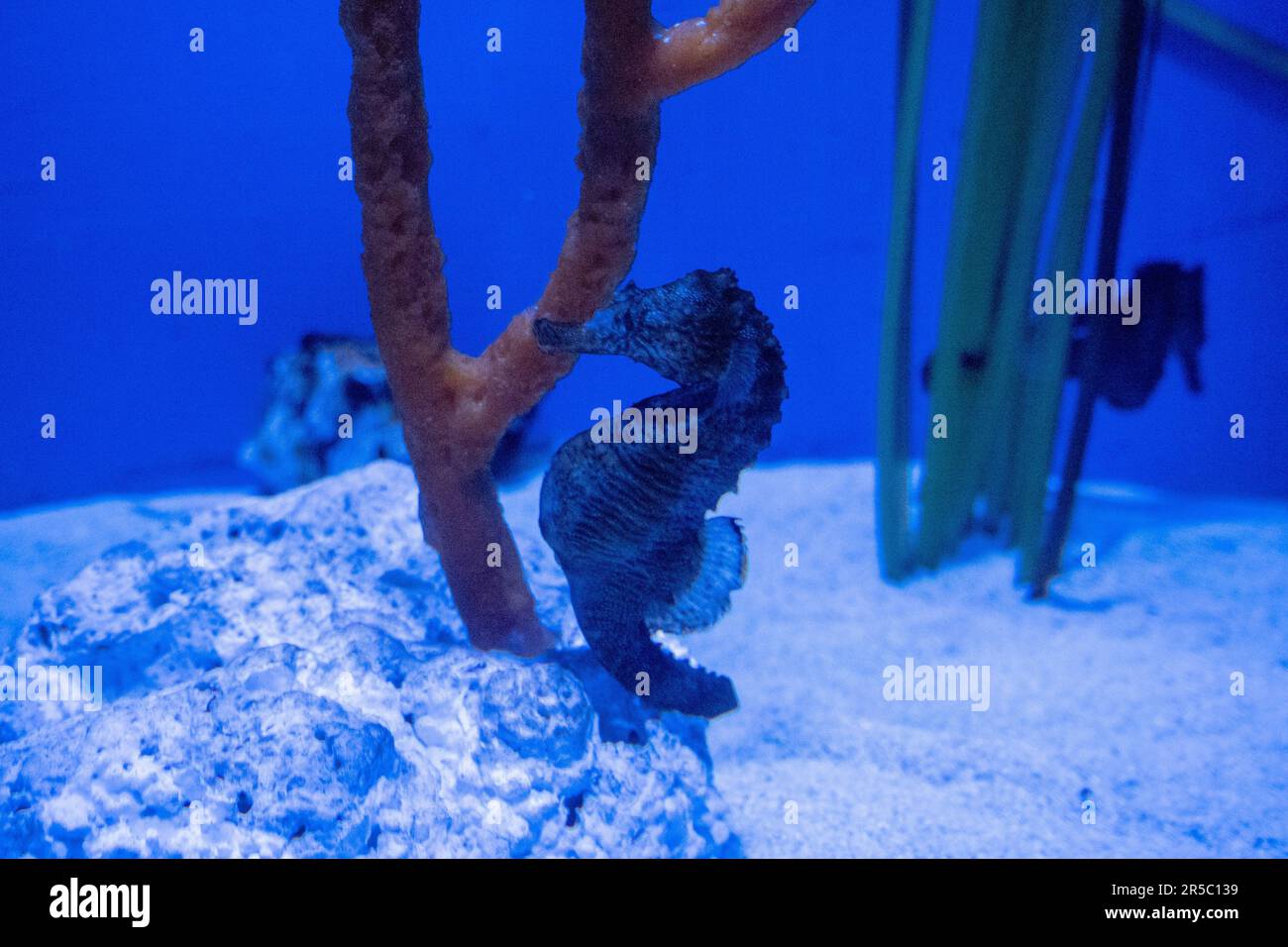 Seahorse fish tank hi-res stock photography and images - Alamy