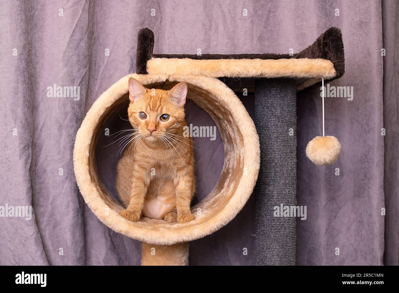 Funny hexagon hi-res stock photography and images - Alamy