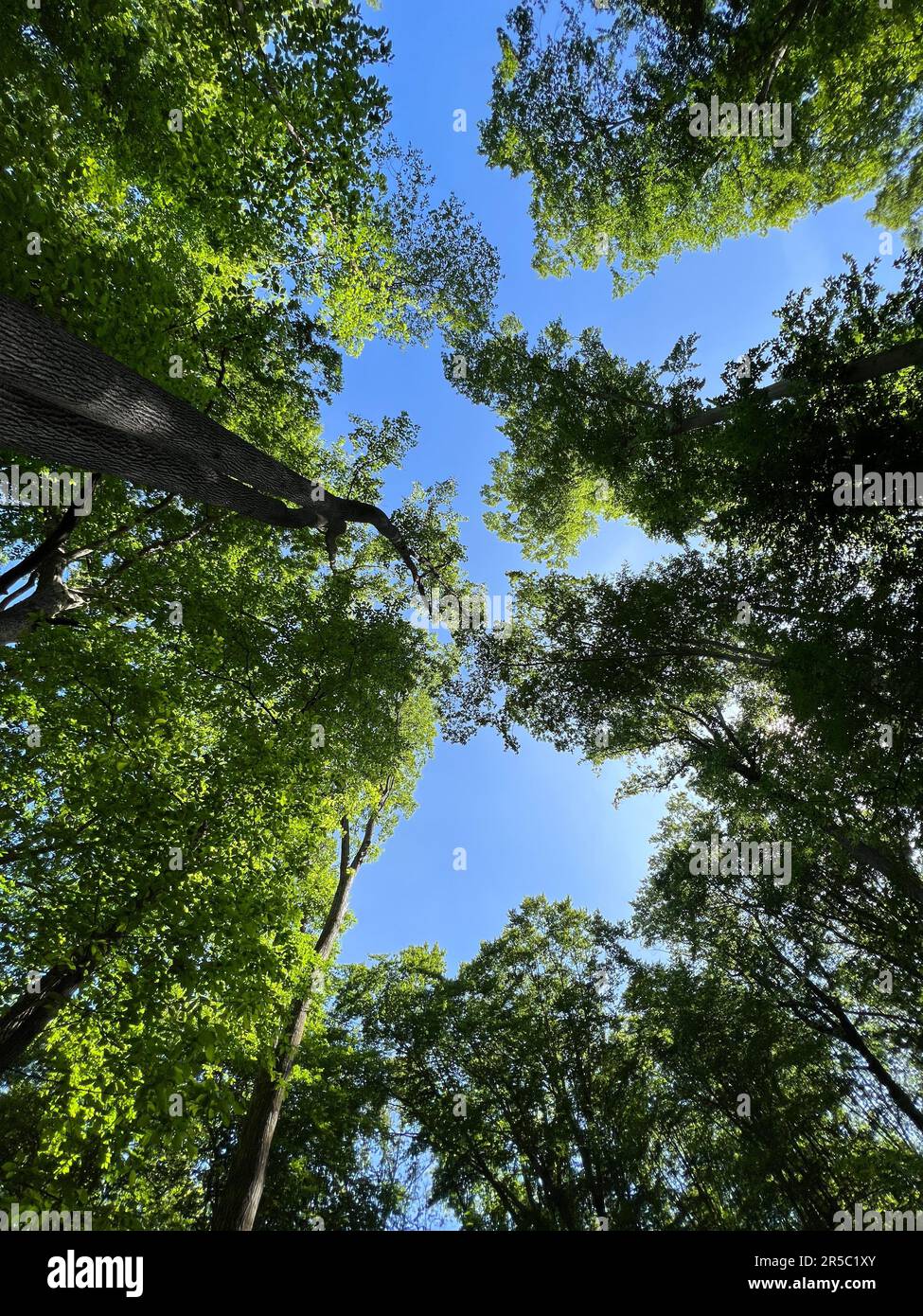 A look up view in Ridley Creek State Park in Pennsylvania Stock Photo ...