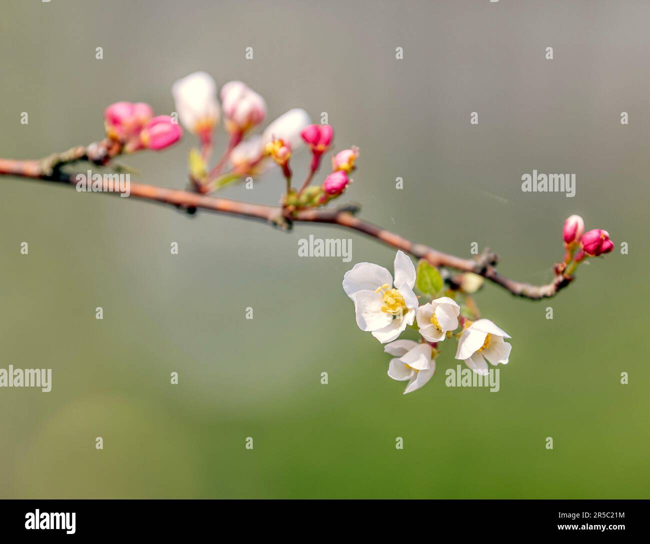 A closeup of tree branch with blooming flowers Stock Photo - Alamy
