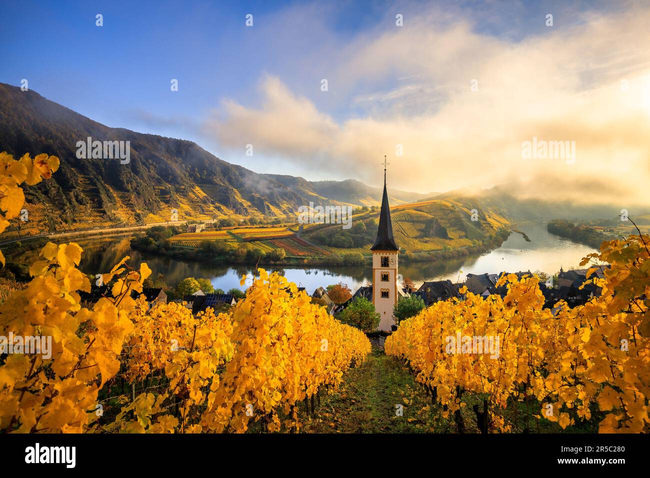 An aerial view of a bright yellow vineyard and a church tower near the ...