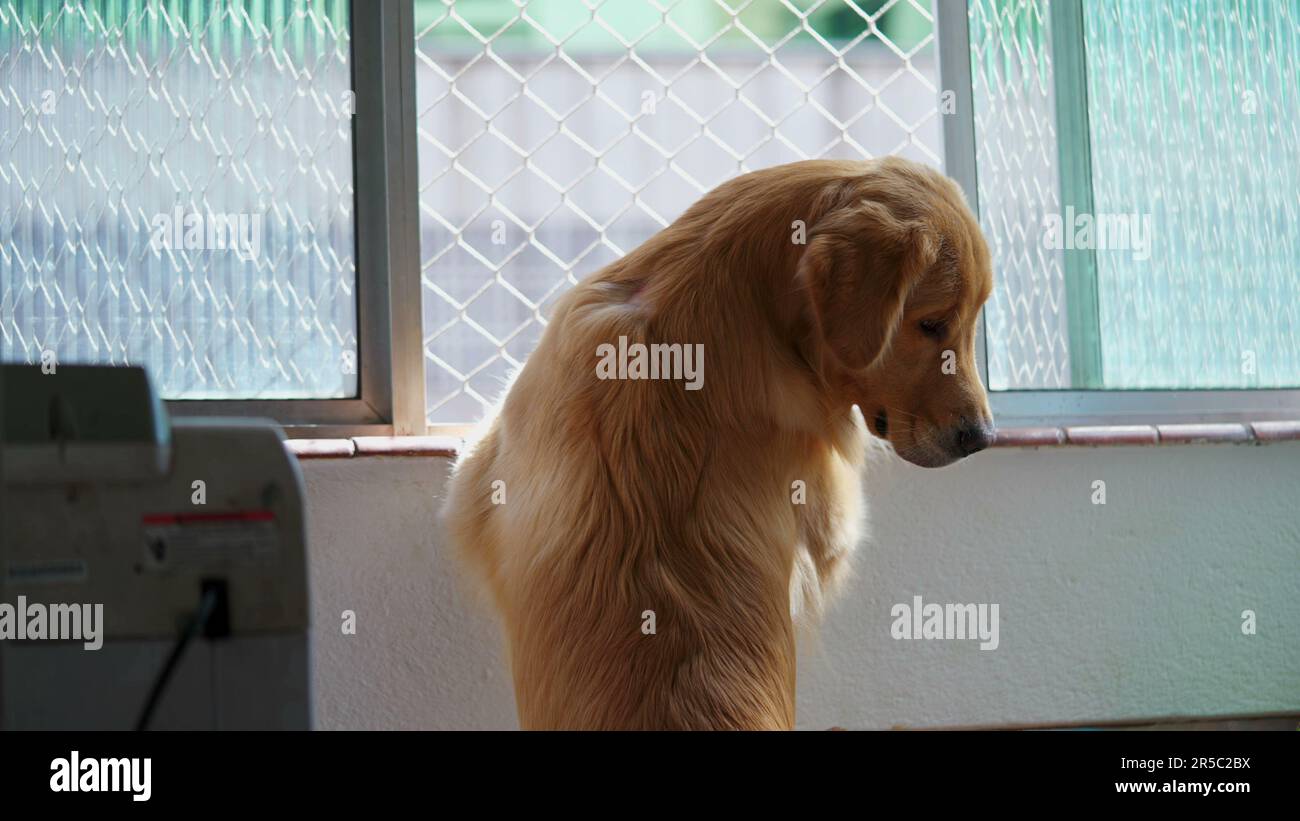 Domestic Dog leaning by apartment window looking outside. Golden ...