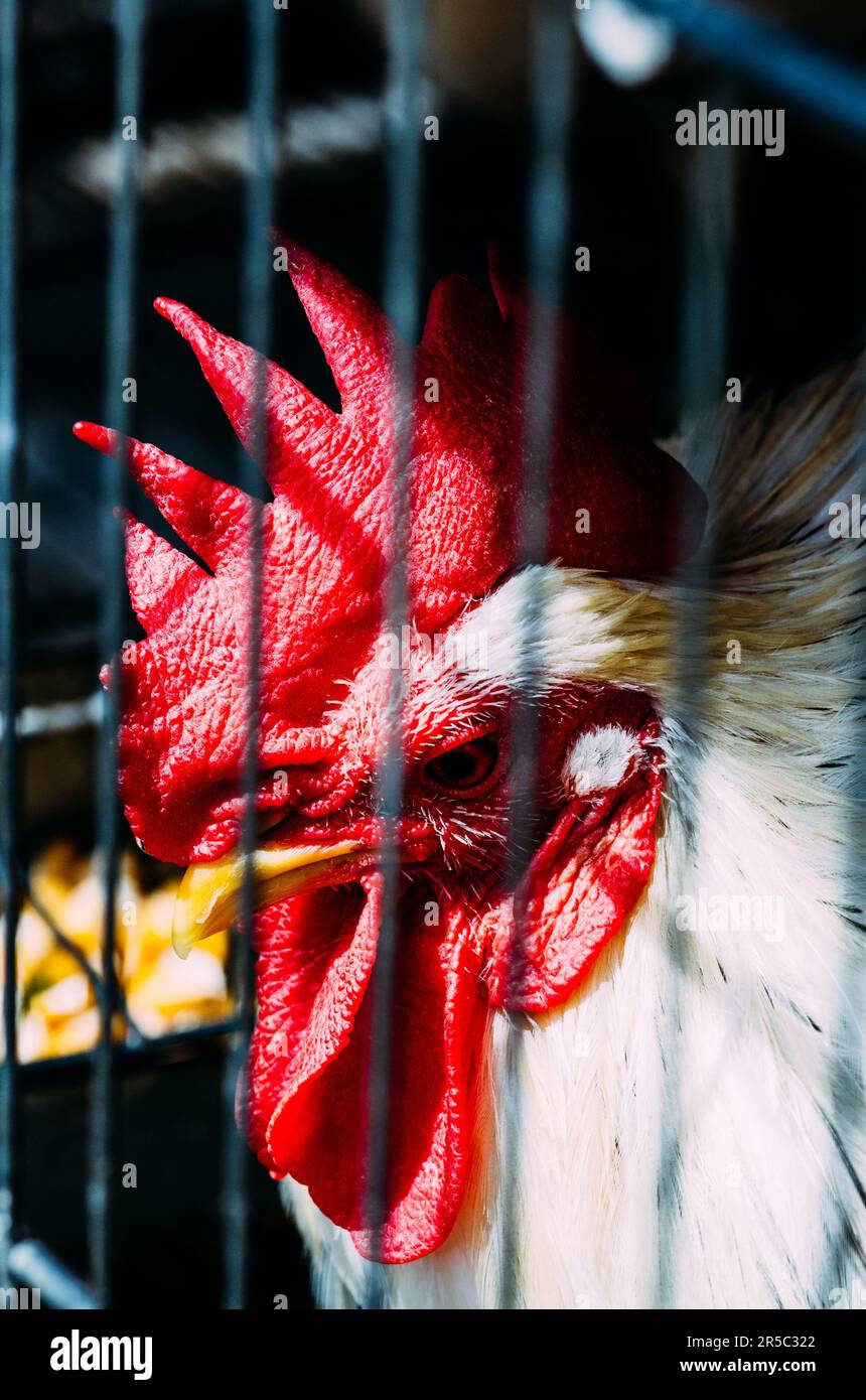 Caged rooster hi-res stock photography and images - Alamy