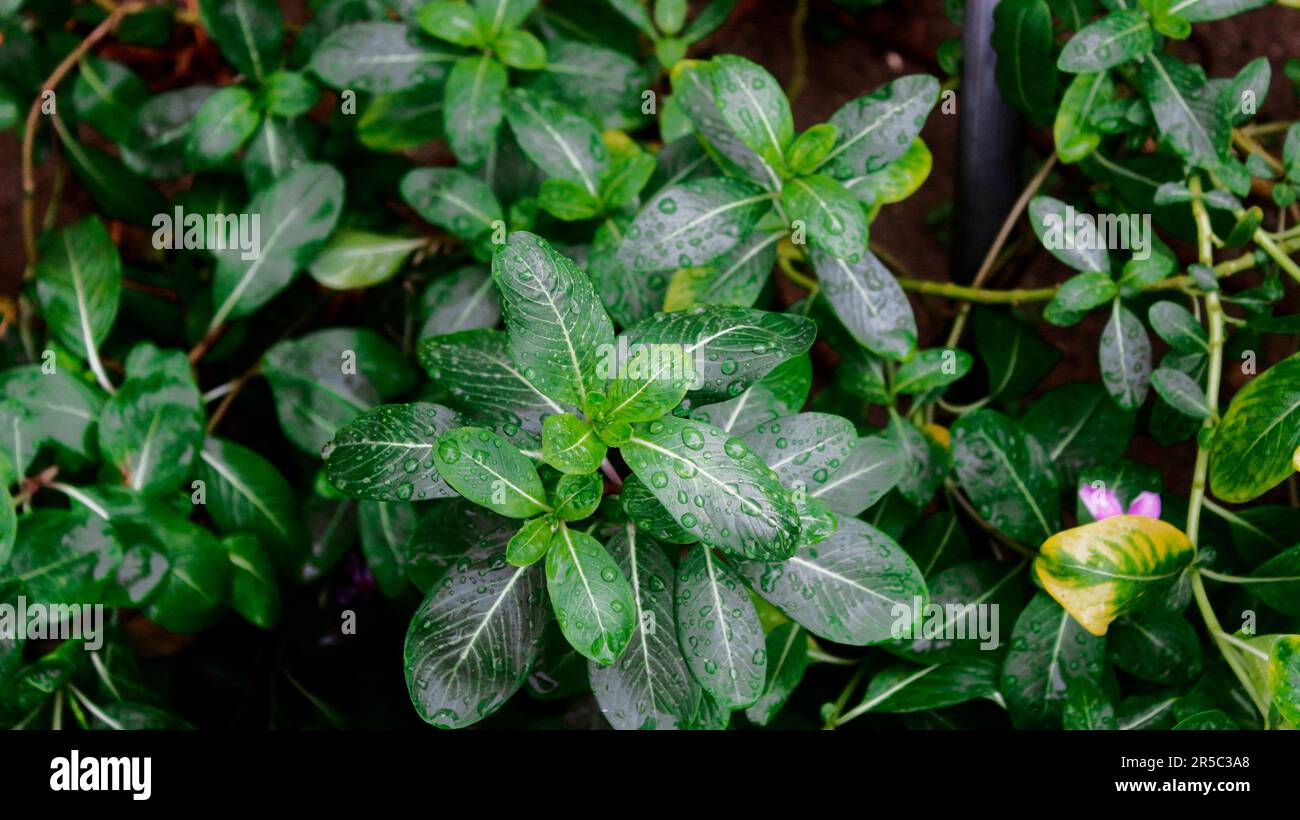 A vibrant green, leafy potted plant against a dark background with ...