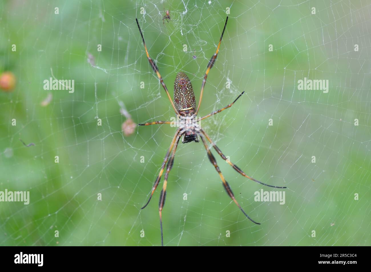 Spider web glistening in sun hi-res stock photography and images - Alamy