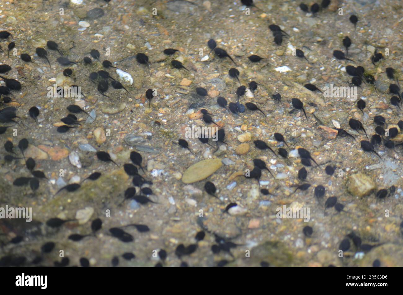 Close up of a group of small black aquatic insects swimming in a ...