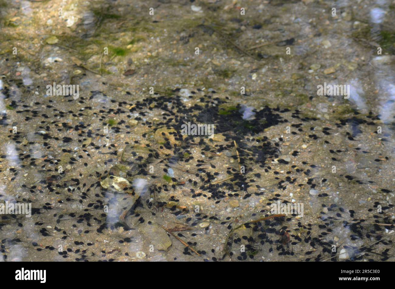 A small insect is seen flying over the sun-dappled surface of a ...