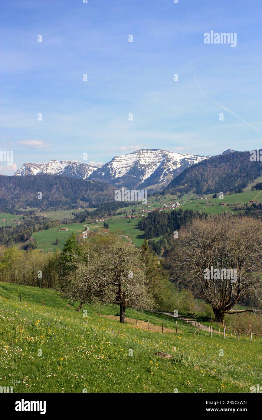 A lush green hillside landscape featuring a variety of trees and ...