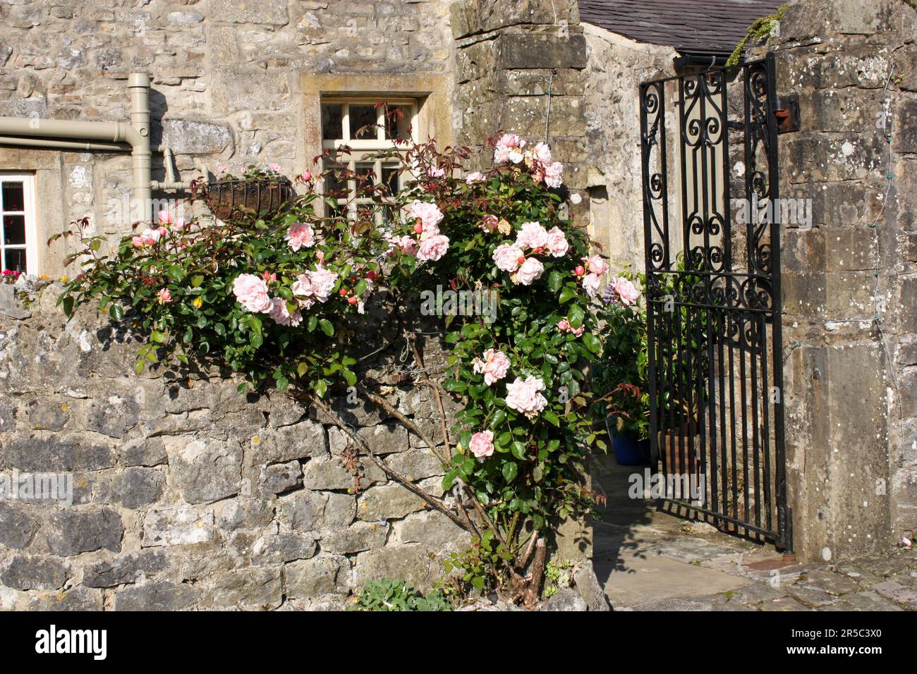 A vibrant, blooming plant growing around a traditional stone wall outside a quaint stone ...