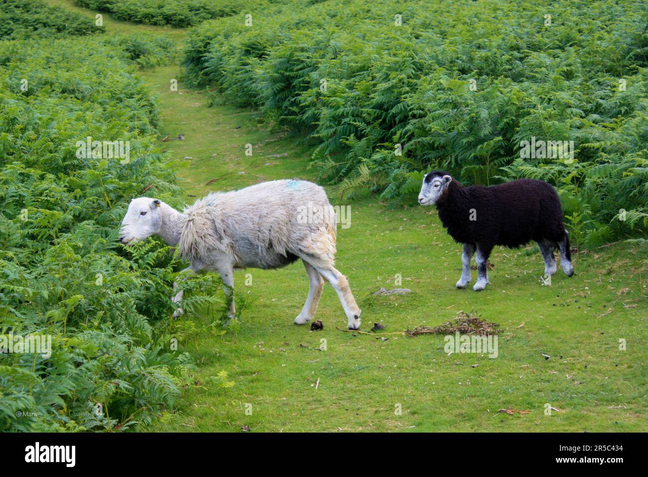 The two sheep grazing in a green field surrounded by shrubs Stock Photo ...