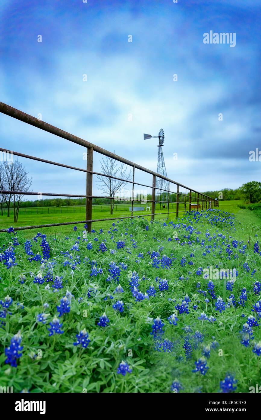 Bluebonnets and windmill hi-res stock photography and images - Alamy