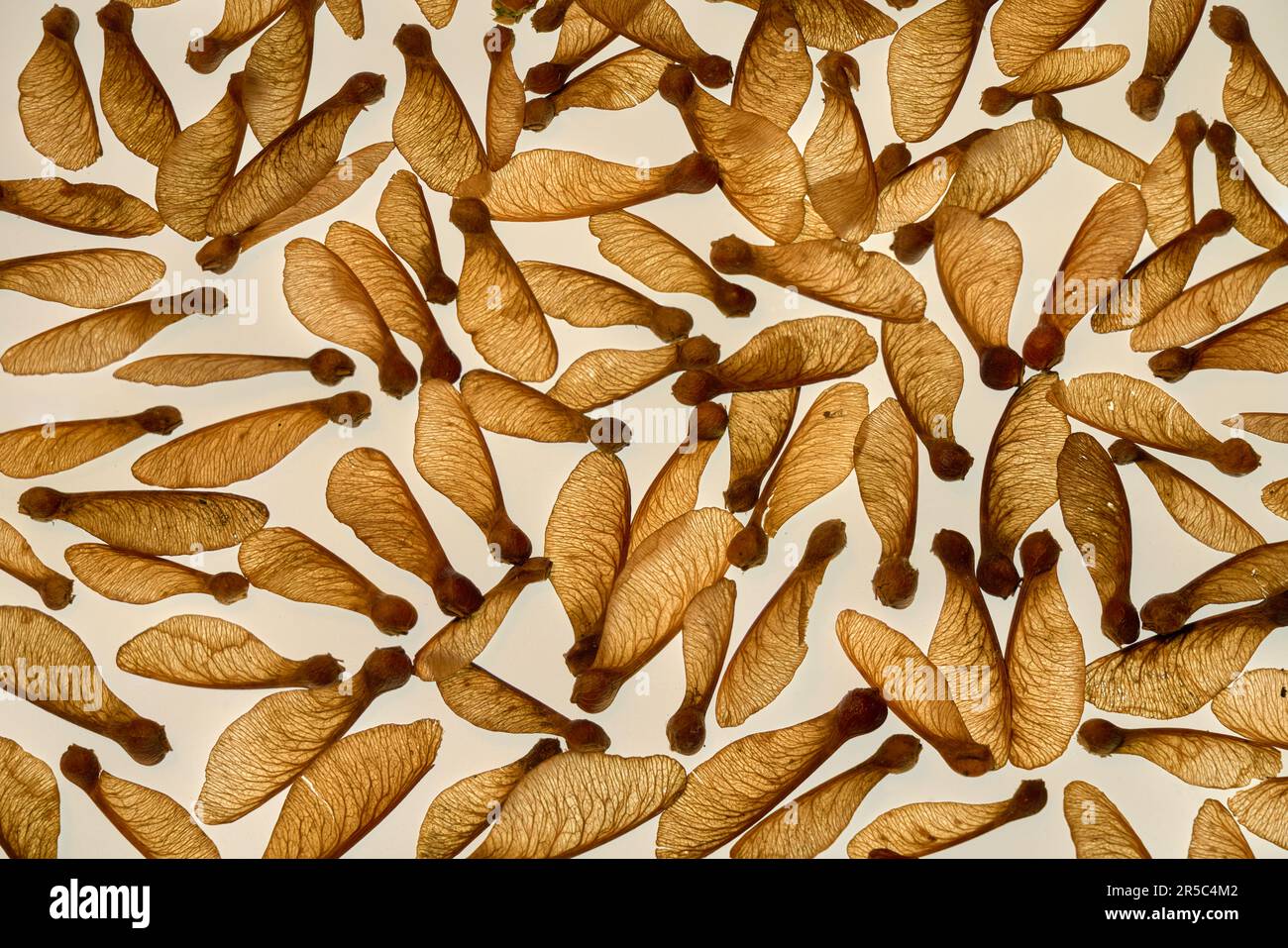 Sycamore seed hi-res stock photography and images - Alamy