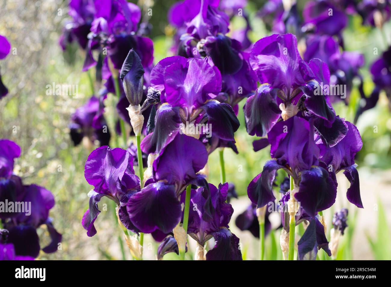 Bearded Iris ' Sable' / Iris × germanica offera an amazing flourish of ...