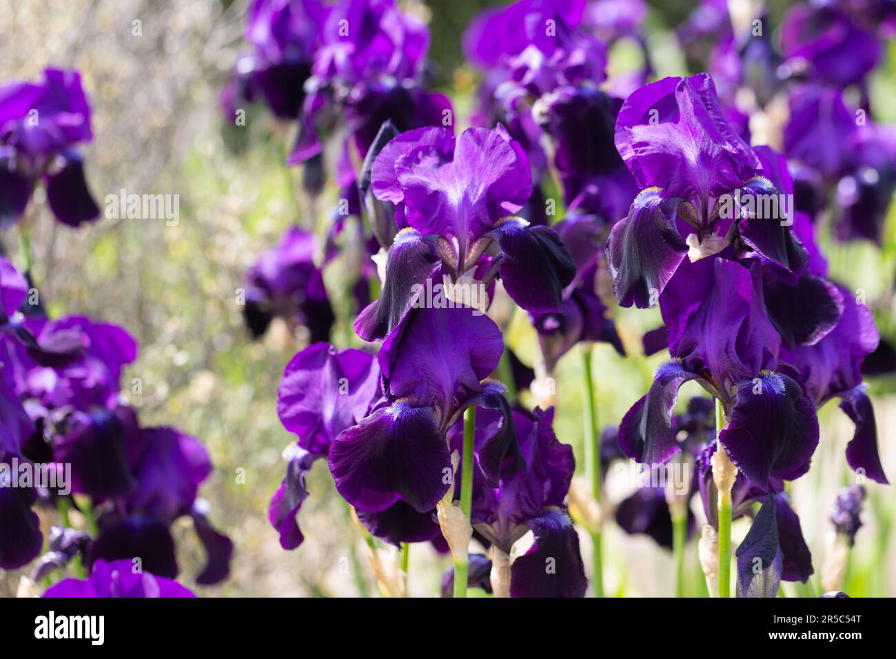 Bearded Iris ' Sable' / Iris × germanica offera an amazing flourish of ...