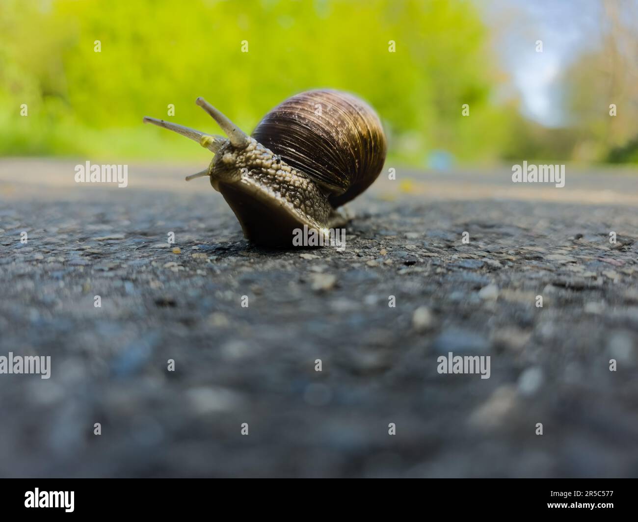 A miniature snail making its way across a forest path, surrounded by lush green trees Stock ...