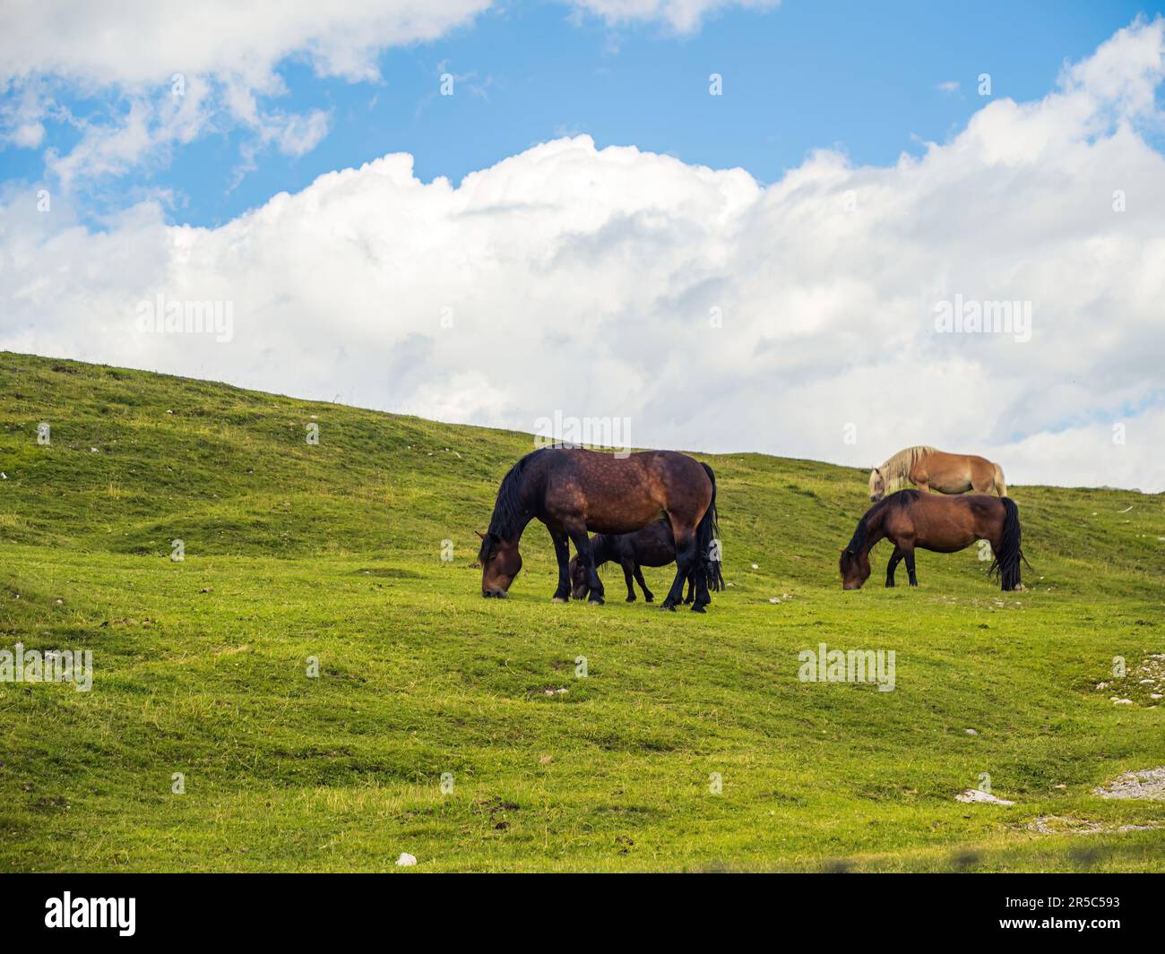 Wild horses grazing in the Naturpark Dobratsch in Carinthia, Austria ...