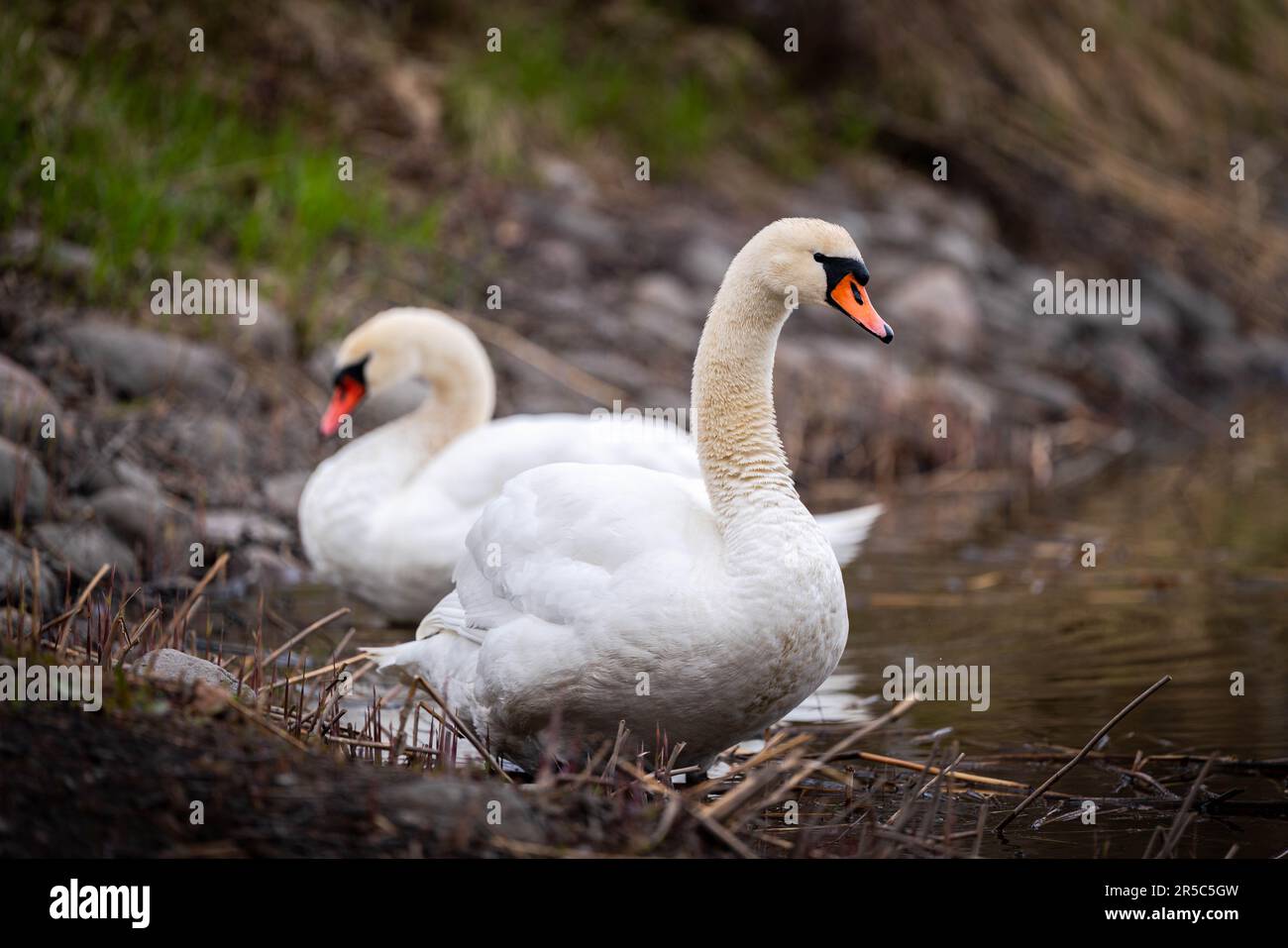 Two swans gracefully wading in a shallow body of water near lush green ...